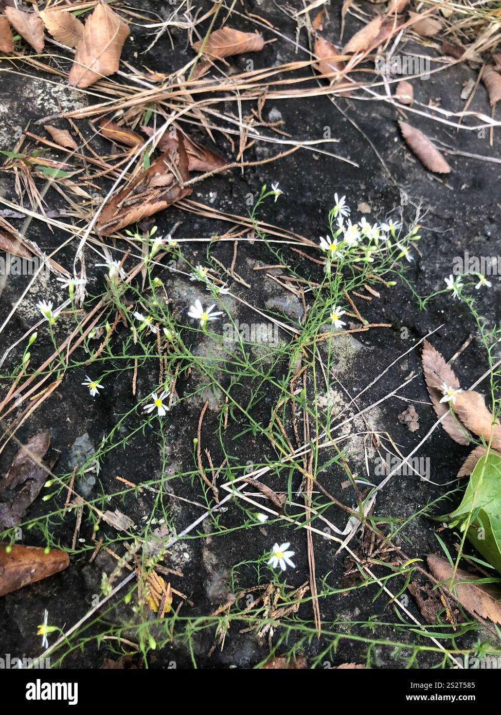 serpentine aster (Symphyotrichum depauperatum Stock Photo - Alamy