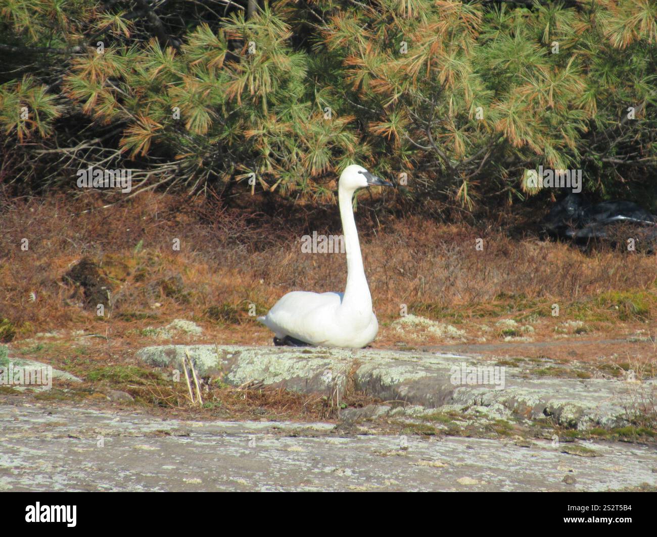 Tundra Swan (Cygnus columbianus Stock Photo - Alamy