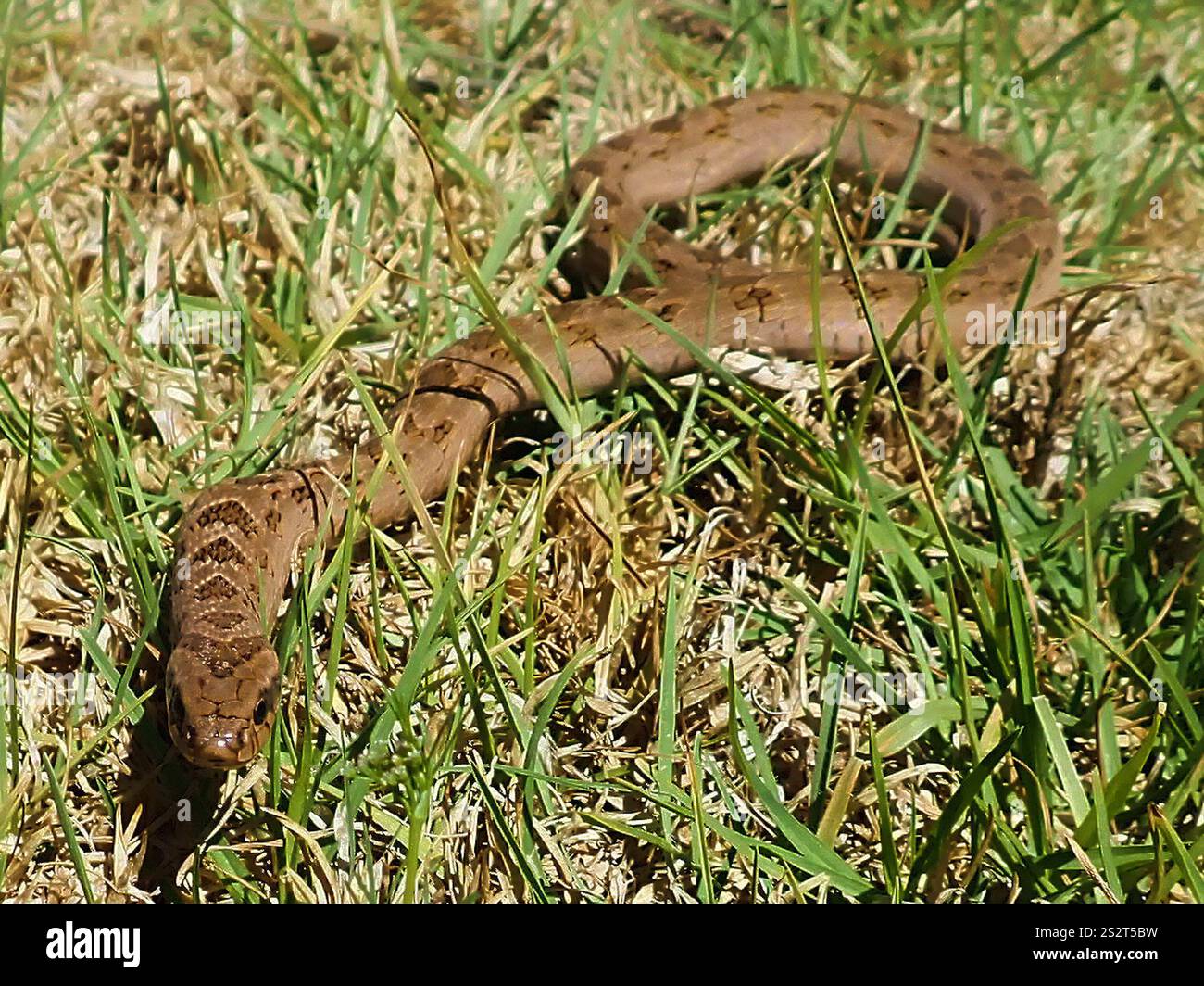 Rhombic Night Adder (Causus rhombeatus Stock Photo - Alamy