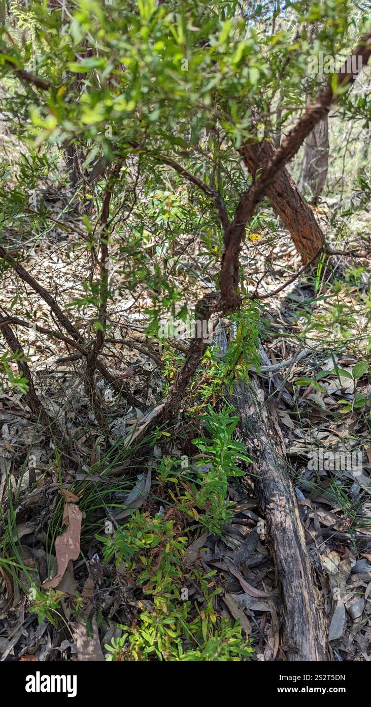 Paperbark Tea Tree (Gaudium trinervium Stock Photo - Alamy