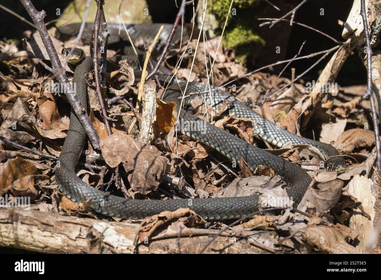 Grass snakes (Natrix natrix) warms itself in the spring sun among old ...