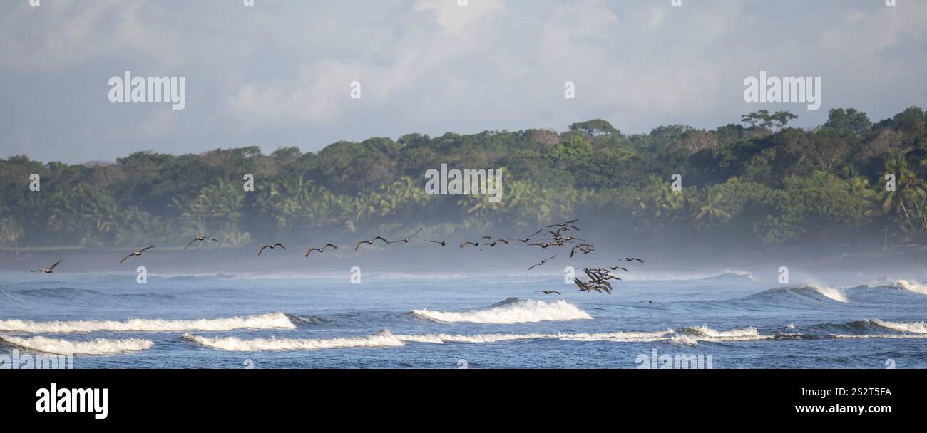 Coastal landscape, sea and sandy beach with rainforest, Corcovado National Park, Osa Peninsula ...