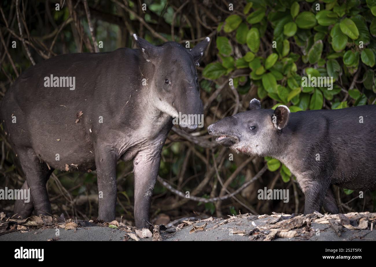 Baird's tapir (Tapirus bairdii), mother and young, looking into the ...