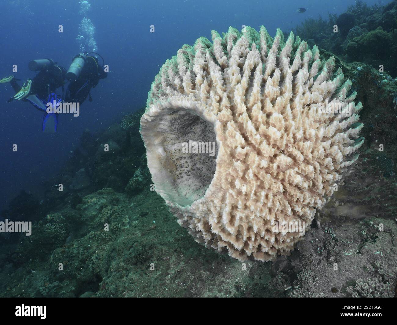 Diver exploring large light-coloured sponge, Barrel sponge, barrel ...