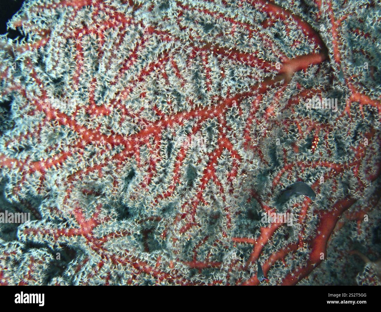 Red coral fans in coral hi-res stock photography and images - Alamy