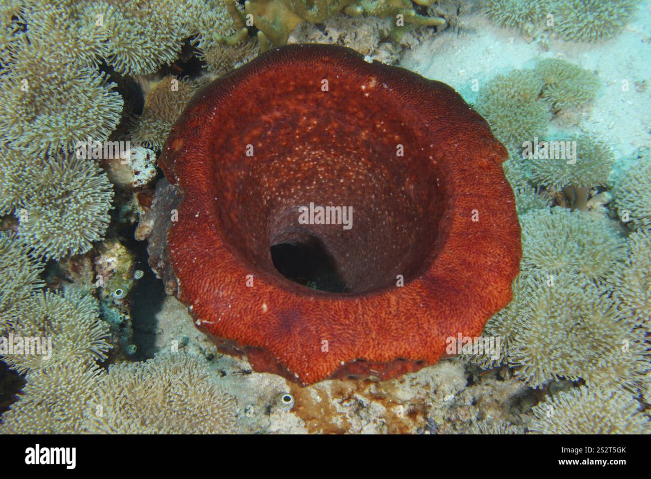 Barrel sponge, barrel sponge (Xestospongia testudinaria) seen from ...