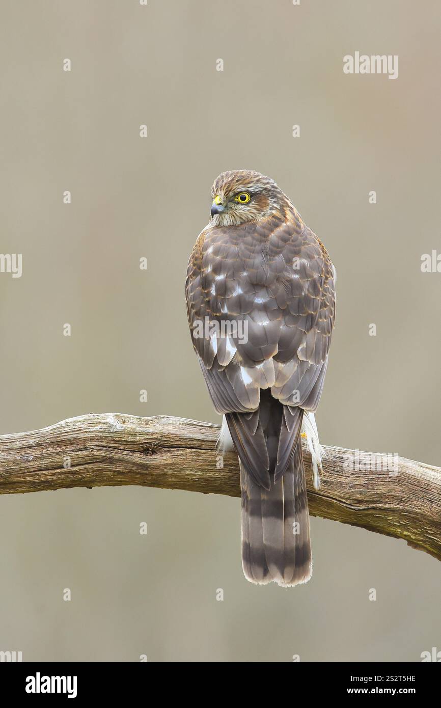 Sparrowhawk (Accipiter nisus) male, rear view, sitting on dead wood ...