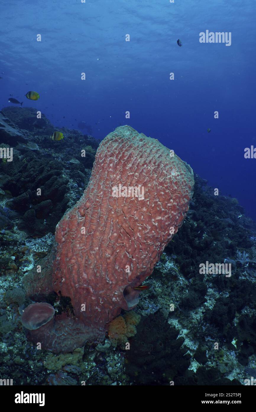 Barrel sponge, barrel sponge (Xestospongia testudinaria) protruding ...