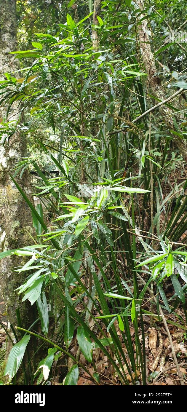 narrow-leaved gardenia (Atractocarpus chartaceus Stock Photo - Alamy