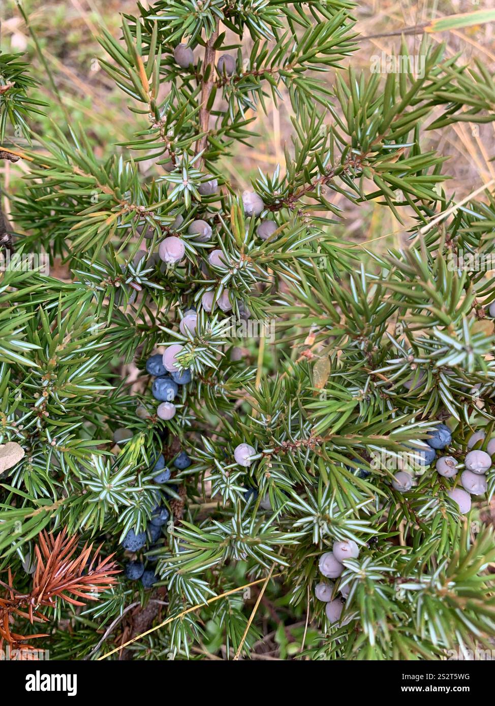 common juniper (Juniperus communis Stock Photo - Alamy