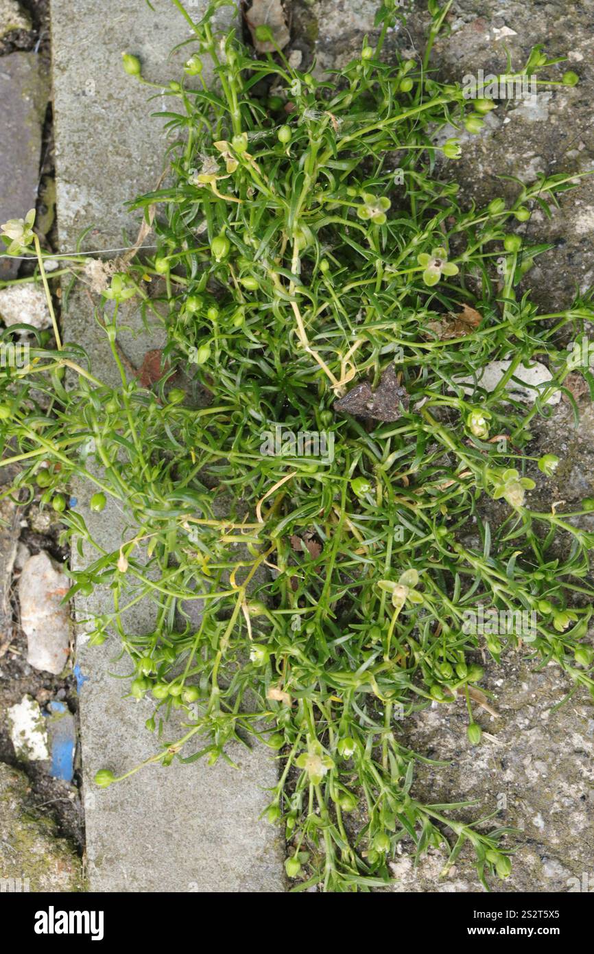 Procumbent Pearlwort (Sagina procumbens Stock Photo - Alamy