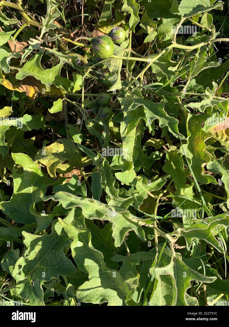western horsenettle (Solanum dimidiatum Stock Photo - Alamy
