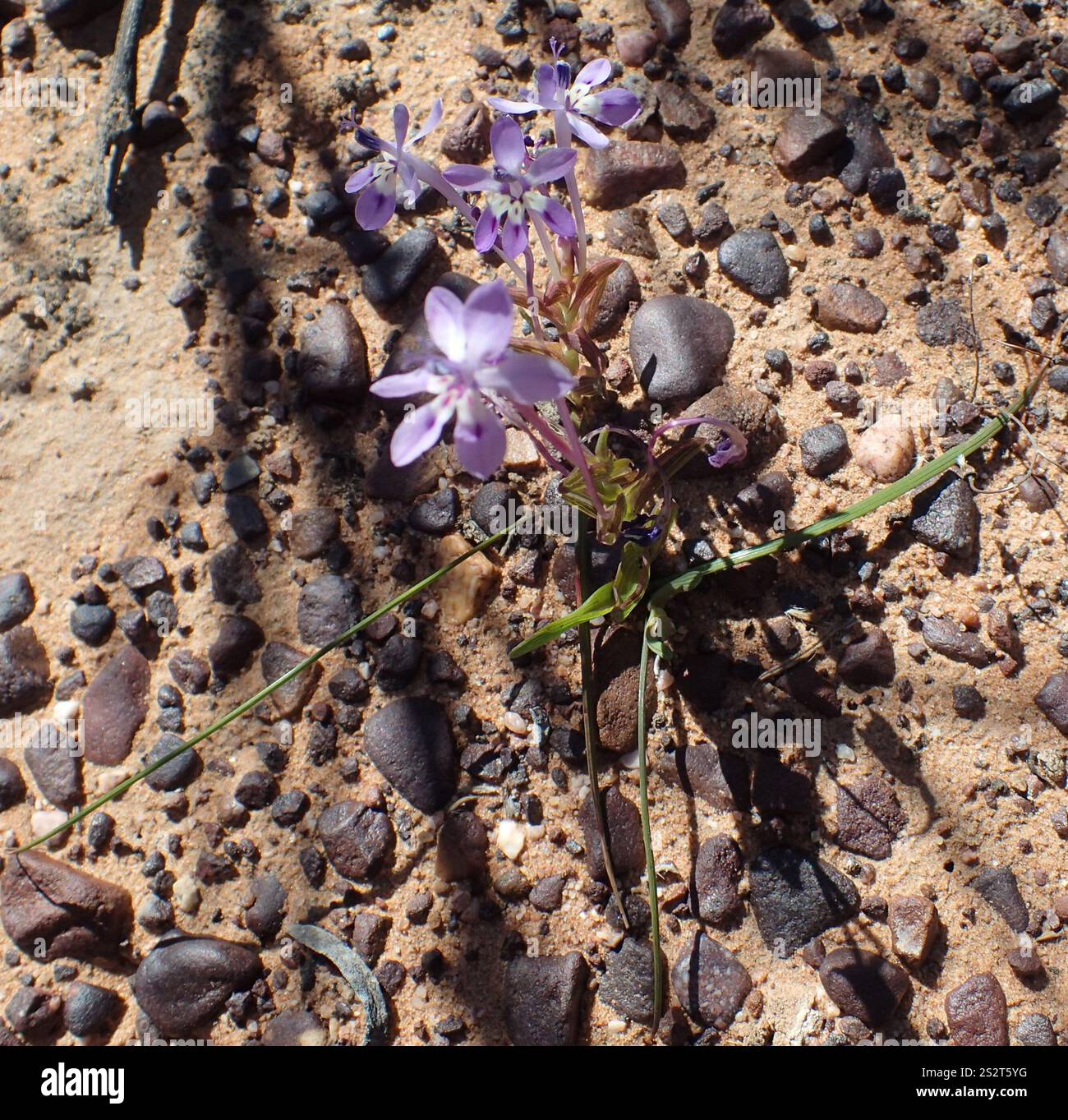 Pyramid Kabong (Lapeirousia pyramidalis Stock Photo - Alamy