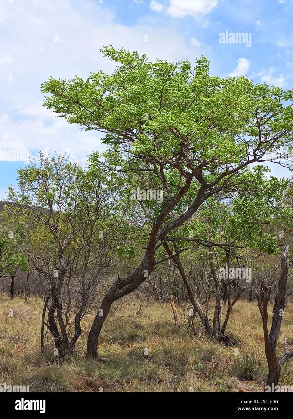 wild syringa (Burkea africana Stock Photo - Alamy