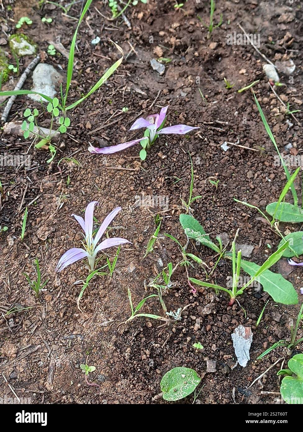 Colchicum filifolium hi-res stock photography and images - Alamy