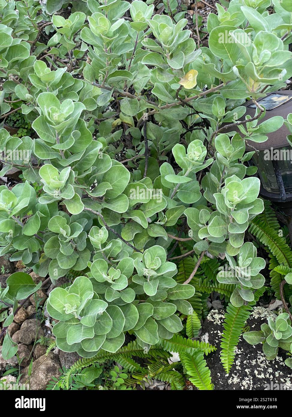 Beach Vitex (Vitex rotundifolia Stock Photo - Alamy