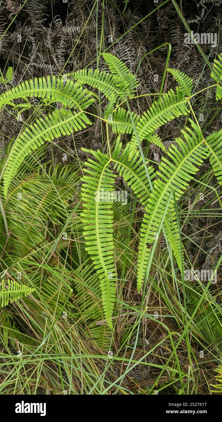 false staghorn fern (Dicranopteris linearis Stock Photo - Alamy