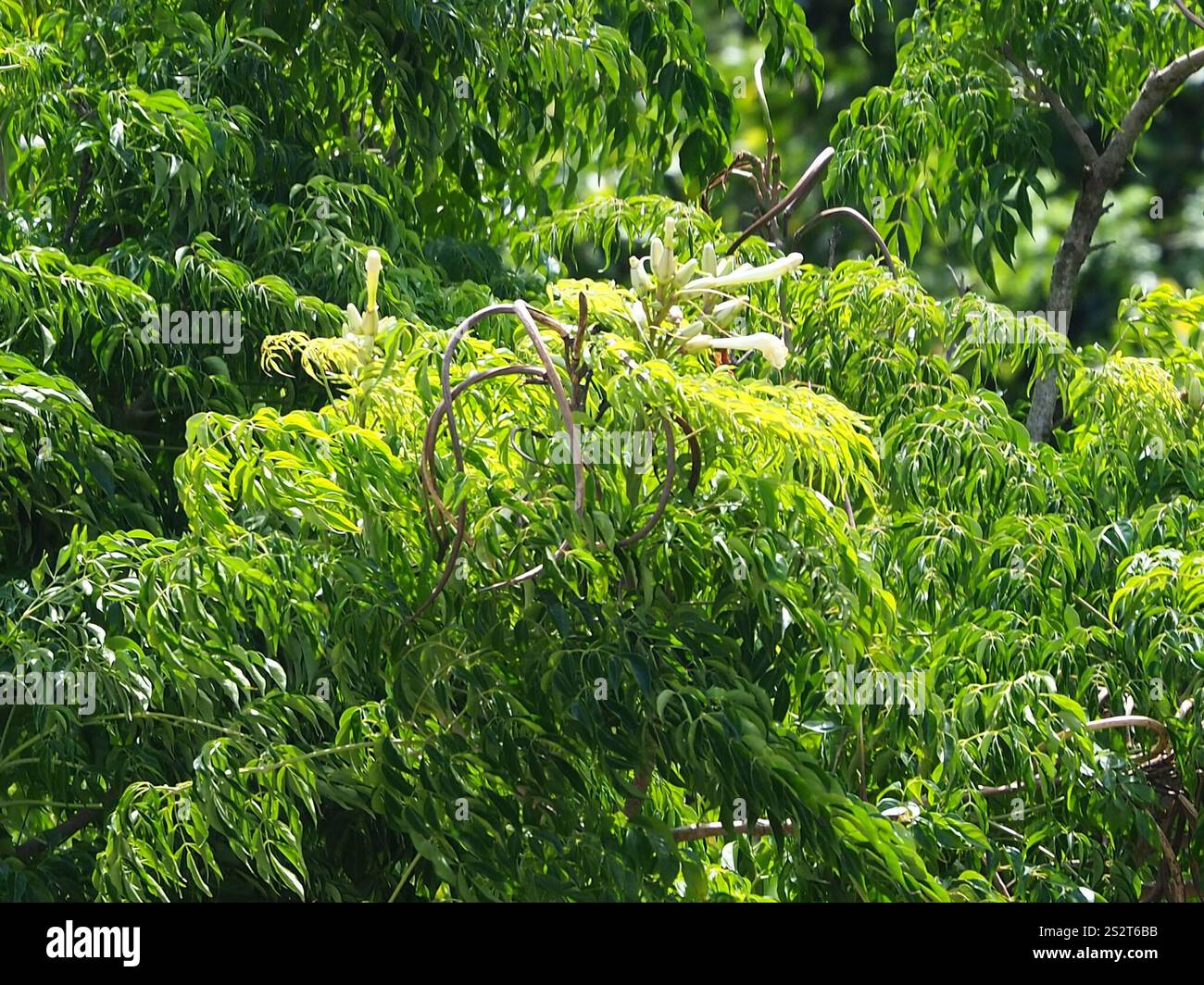 Emerald Tree (Radermachera sinica Stock Photo - Alamy