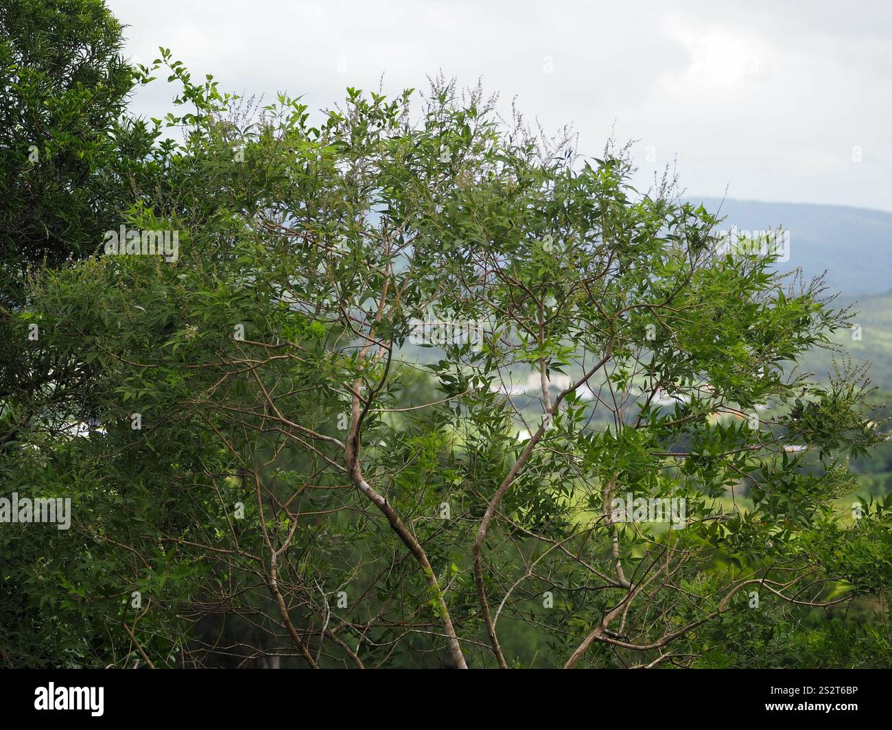 Five-leaved chaste tree (Vitex negundo Stock Photo - Alamy