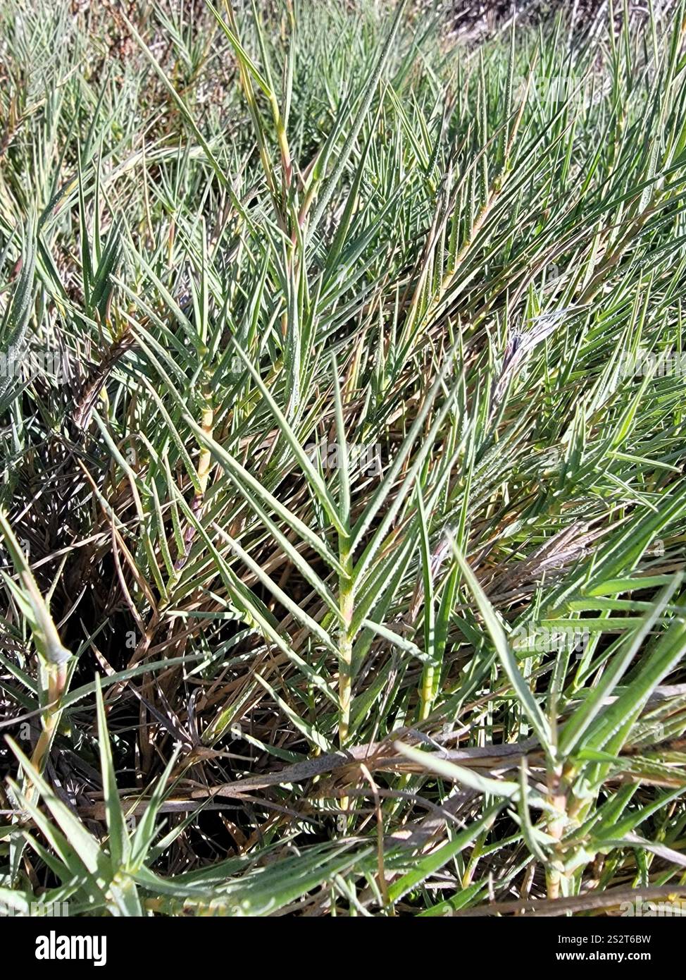 Saltgrass (Distichlis spicata Stock Photo - Alamy