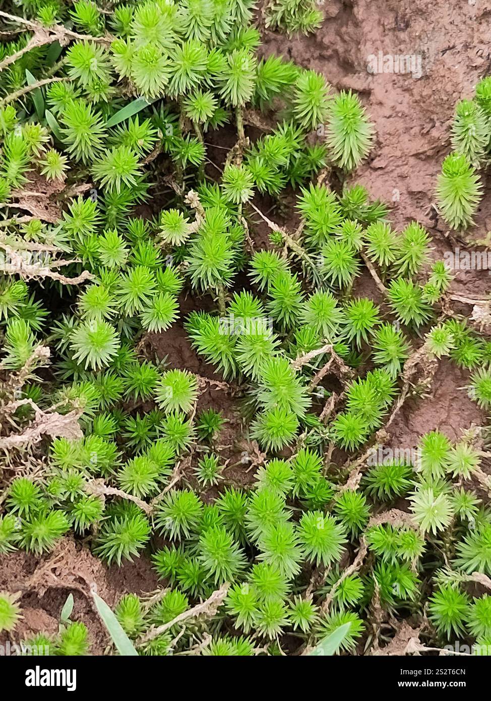 Stream Bogmoss (Mayaca fluviatilis Stock Photo - Alamy