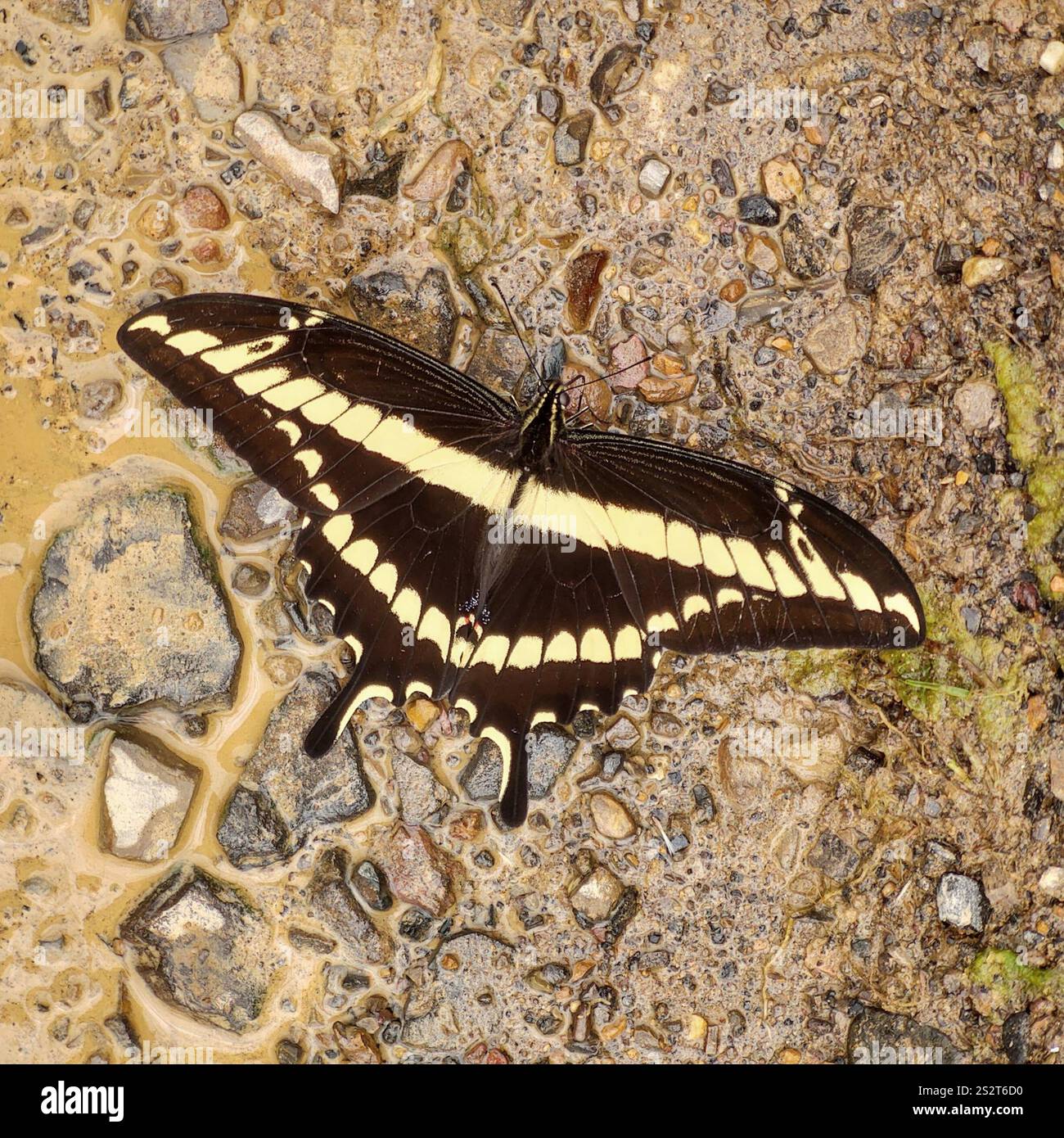 (Heraclides paeon thrason Stock Photo - Alamy