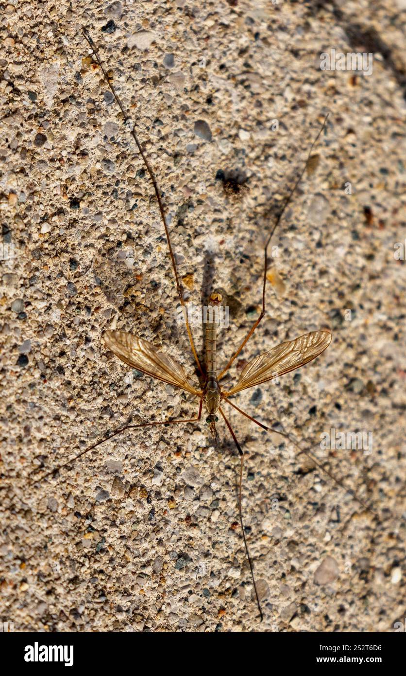 European Crane Fly (Tipula paludosa Stock Photo - Alamy