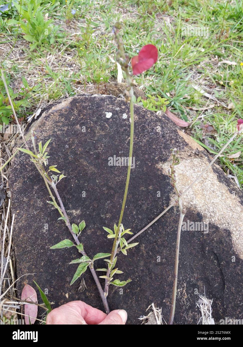 Phasey Bean (Macroptilium lathyroides Stock Photo - Alamy