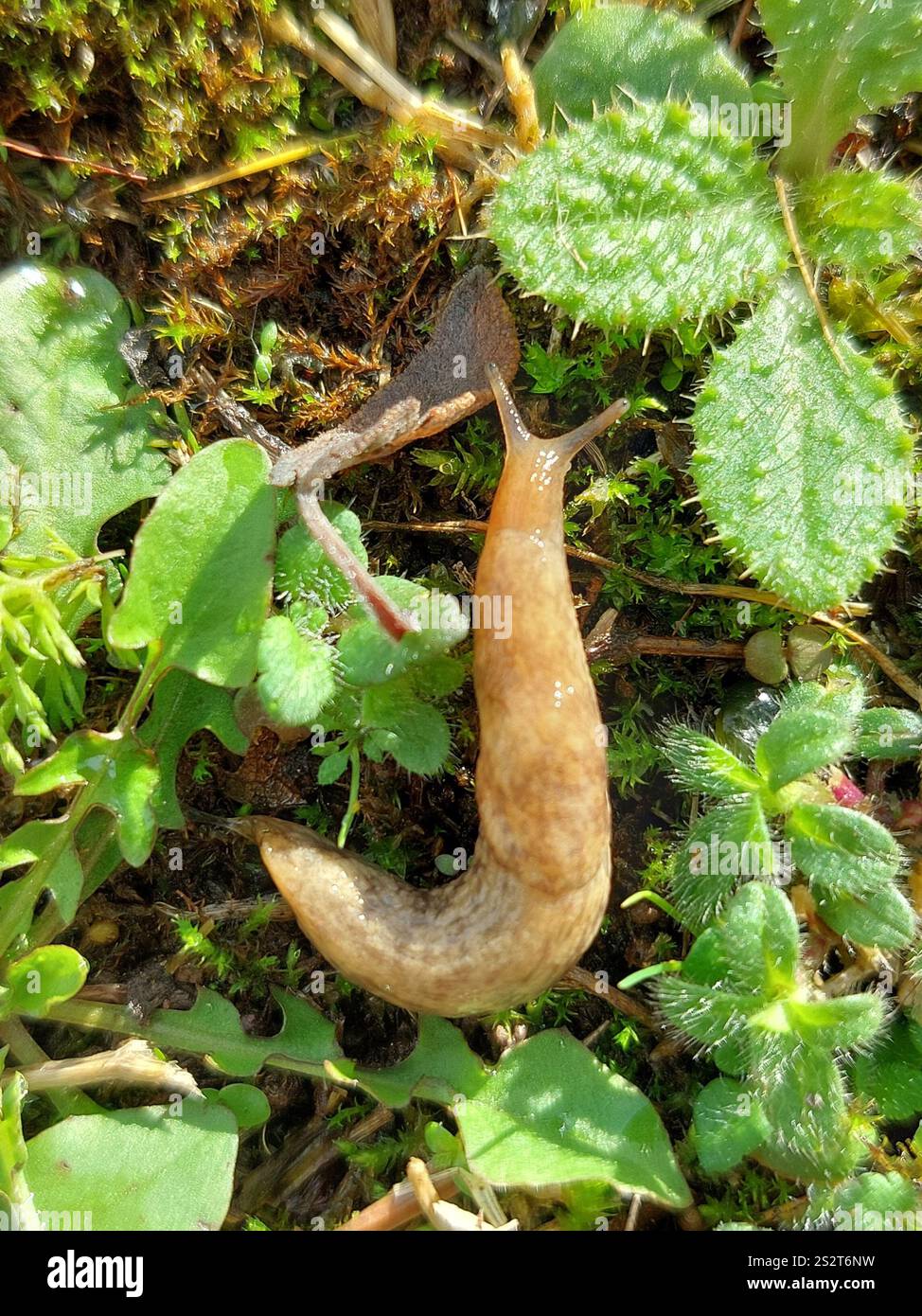 Milky Slug (Deroceras reticulatum Stock Photo - Alamy