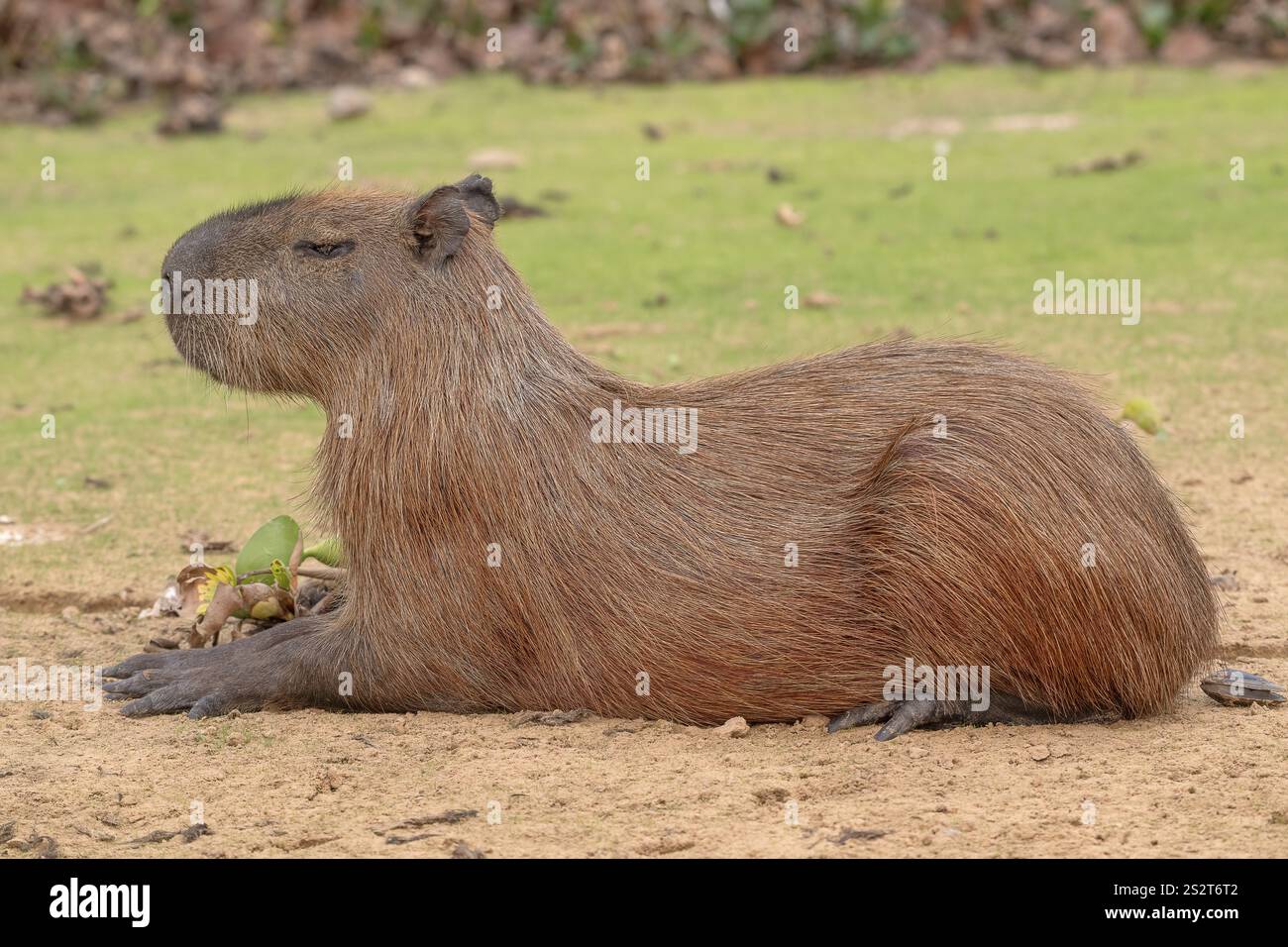 Capybara or capybara (Hydrochoerus hydrochaeris), Pantanal, inland ...