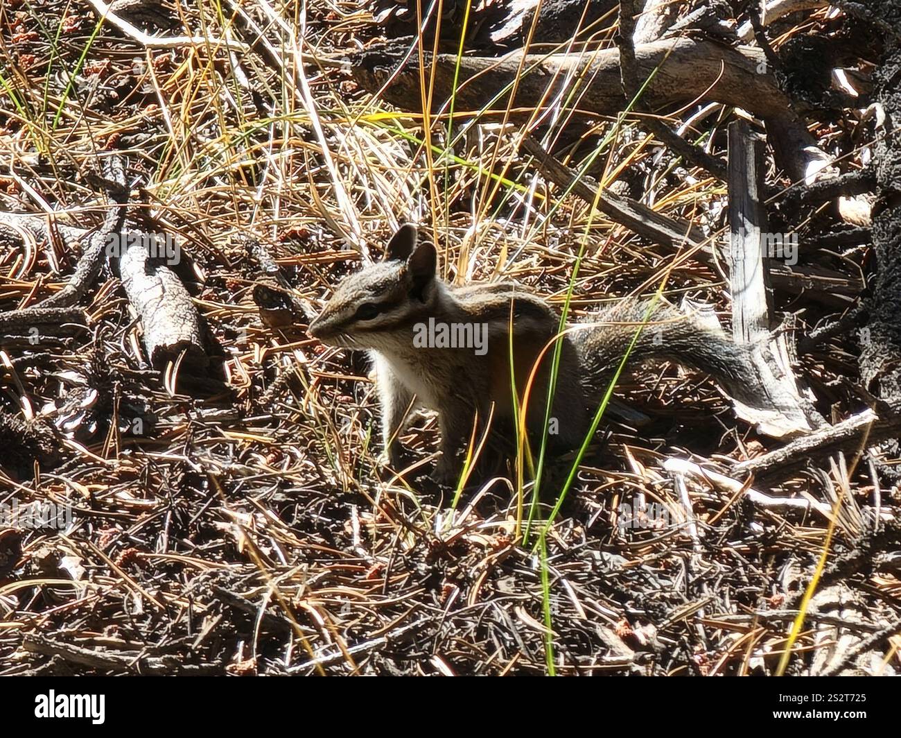Western Chipmunks (Neotamias Stock Photo - Alamy