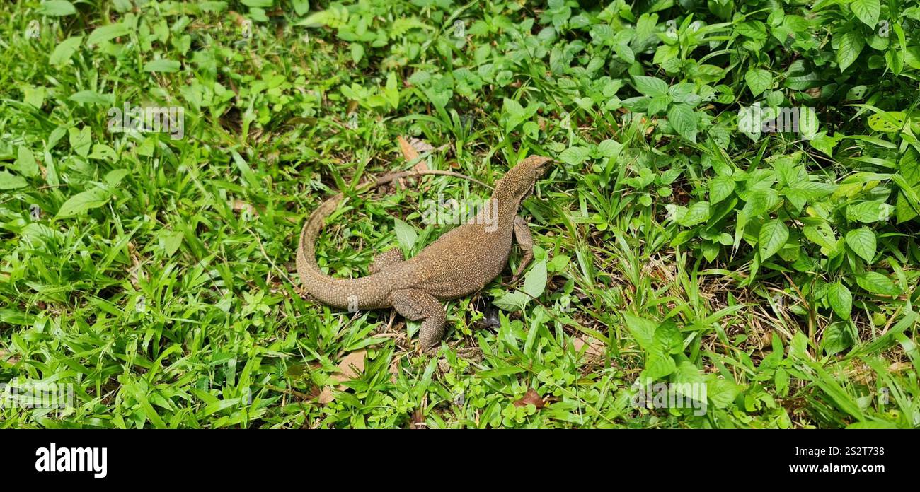 Clouded Monitor (Varanus nebulosus Stock Photo - Alamy