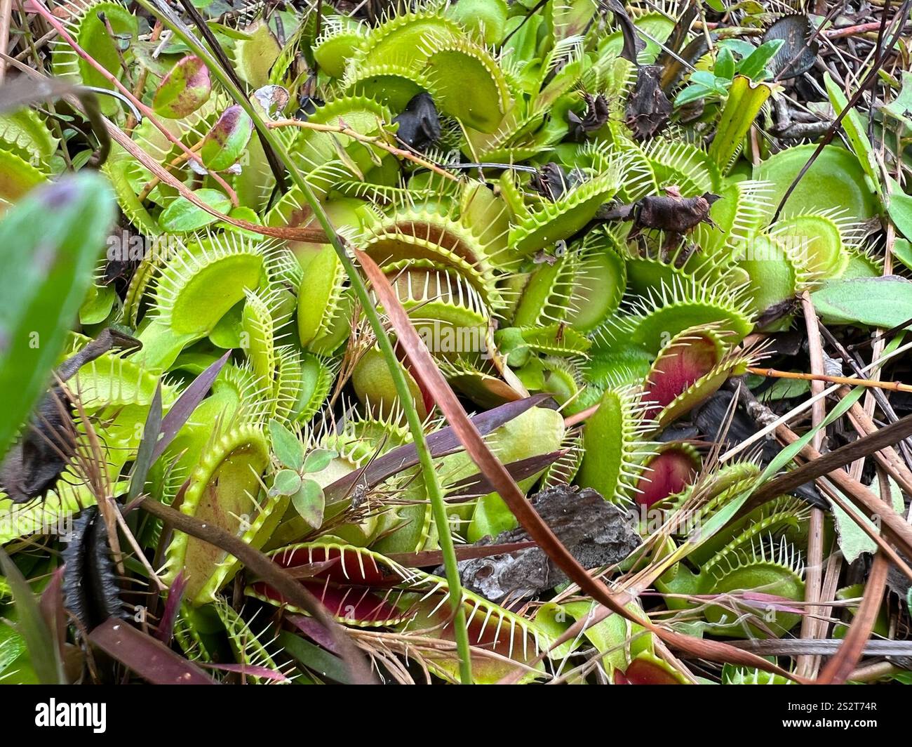 Venus flytrap (Dionaea muscipula Stock Photo - Alamy