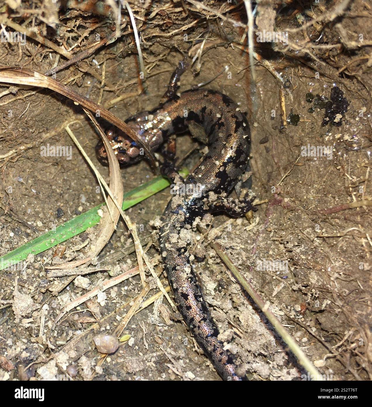 Wellers salamander hi-res stock photography and images - Alamy
