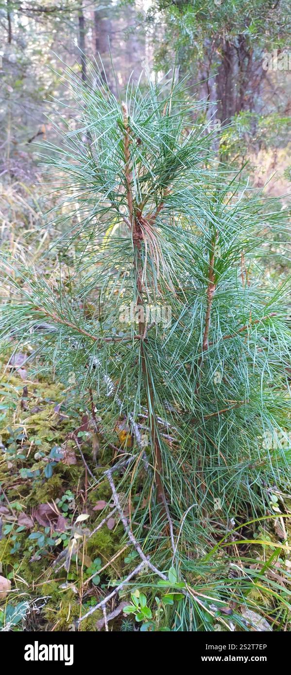 Siberian pine (Pinus sibirica Stock Photo - Alamy
