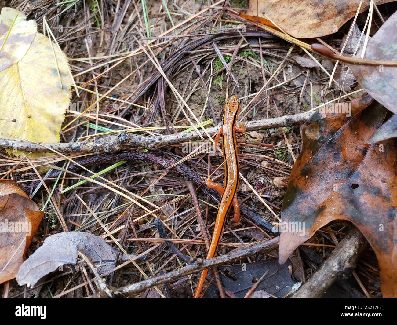 Blue Ridge Two-lined Salamander (Eurycea wilderae Stock Photo - Alamy