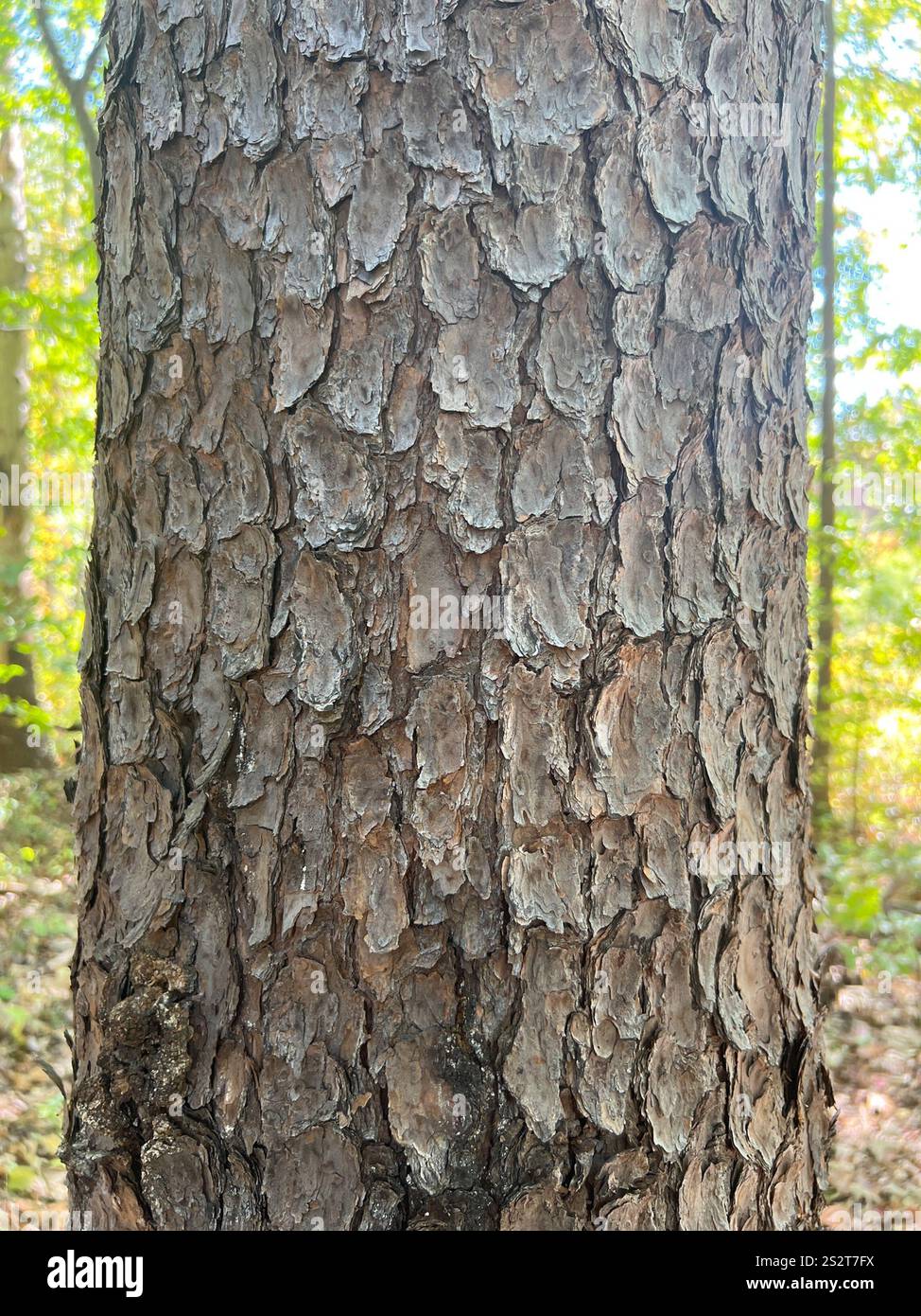 Virginia pine (Pinus virginiana Stock Photo - Alamy