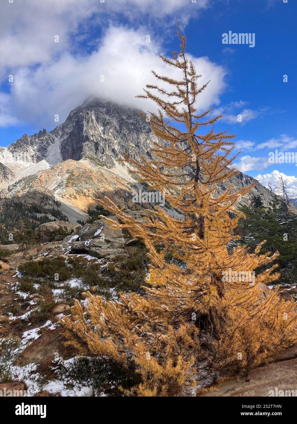 subalpine larch (Larix lyallii Stock Photo - Alamy