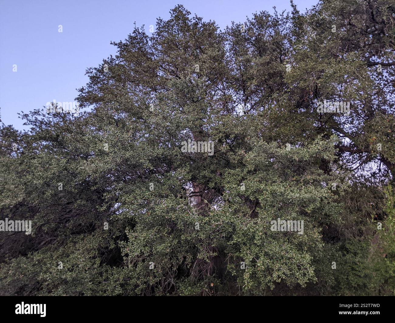 Texas live oak (Quercus fusiformis Stock Photo - Alamy
