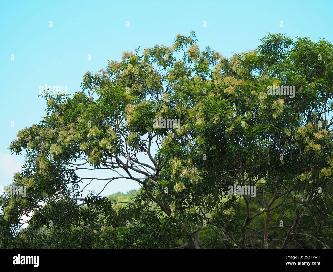 Evergreen tropical ash (Fraxinus griffithii Stock Photo - Alamy