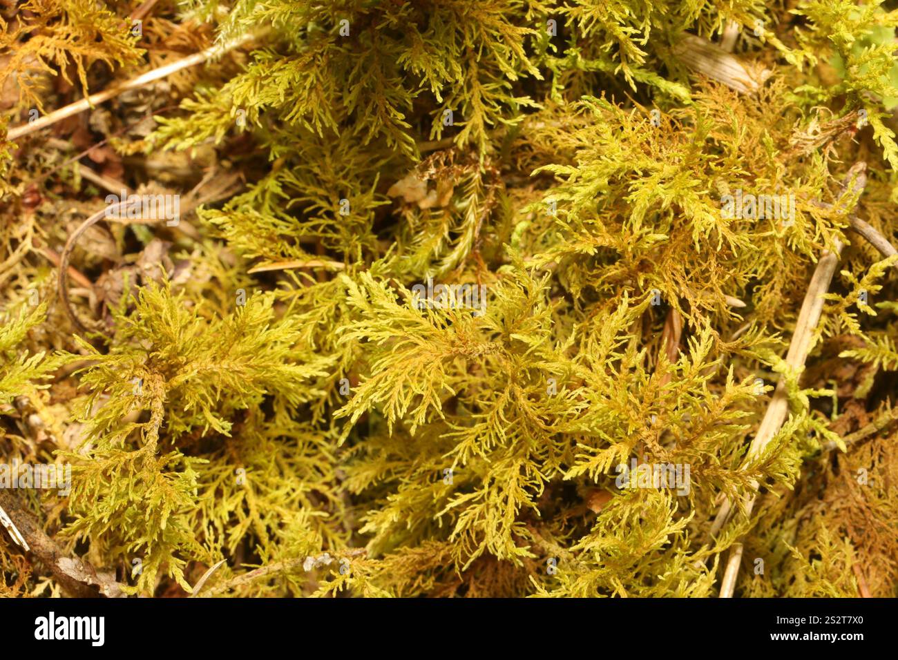 Common Tamarisk-moss (Thuidium tamariscinum Stock Photo - Alamy