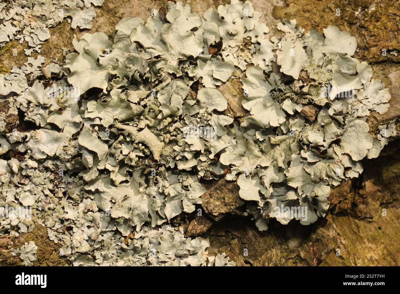 Ruffle Lichens (Parmotrema Stock Photo - Alamy