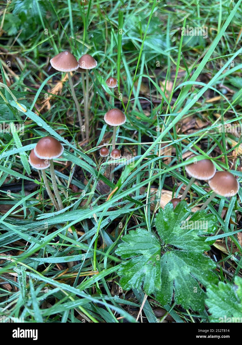 red edge brittlestem (Psathyrella corrugis Stock Photo - Alamy