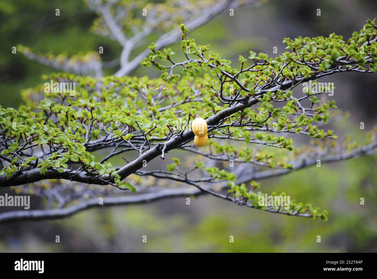 Close-up of a branch with vibrant green leaves and Pan de Indio fungus ...
