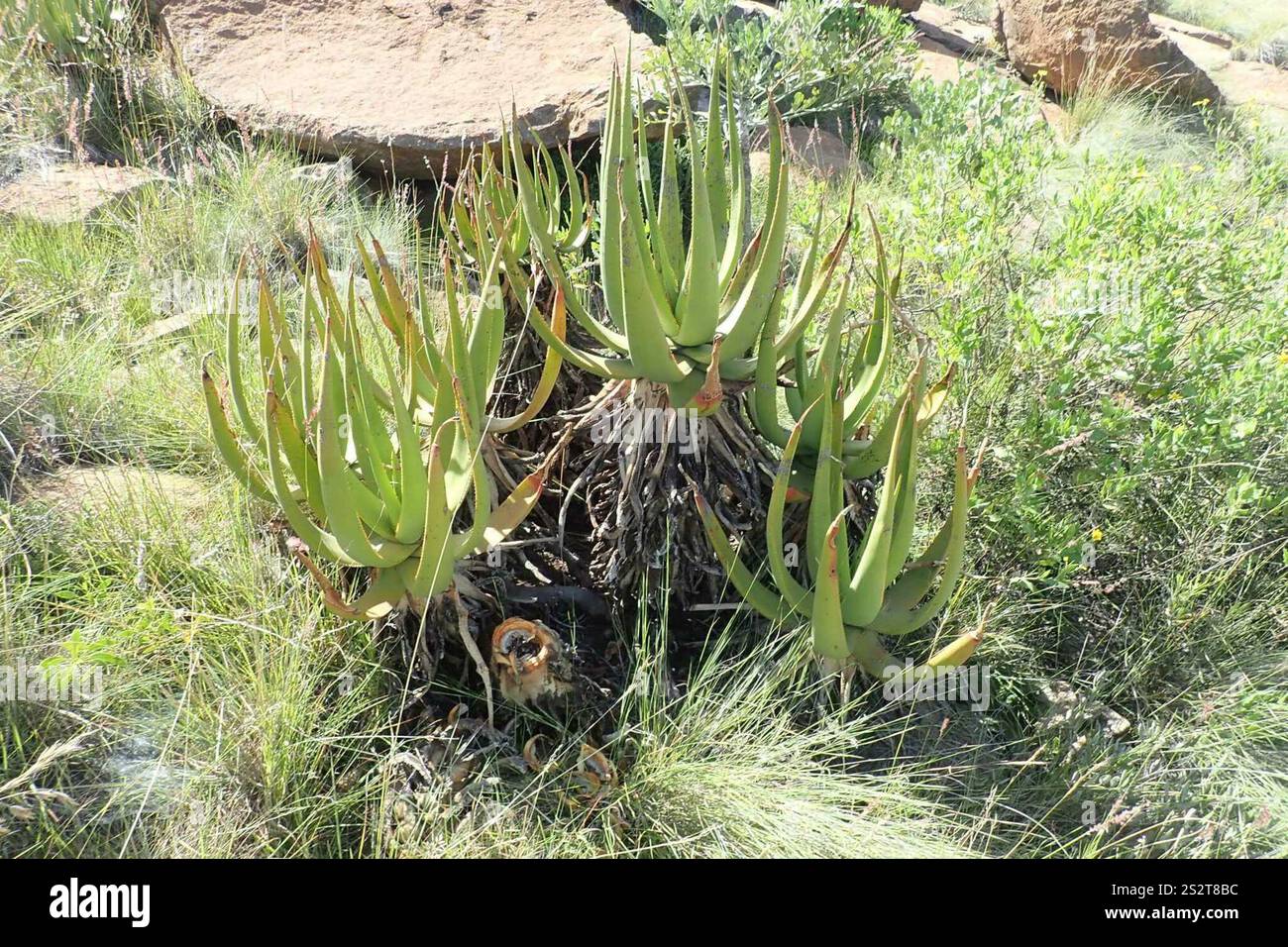 Aloe barbara hi-res stock photography and images - Alamy