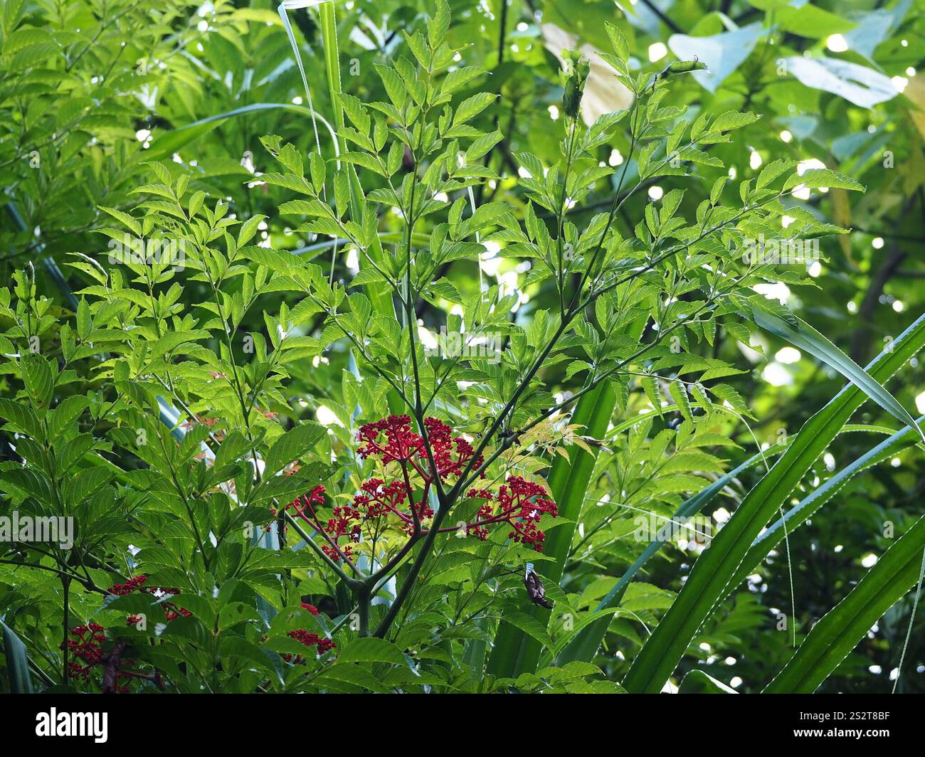 Manila Leea (Leea guineensis Stock Photo - Alamy