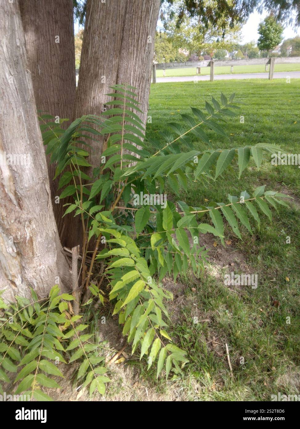 tree-of-heaven (Ailanthus altissima Stock Photo - Alamy