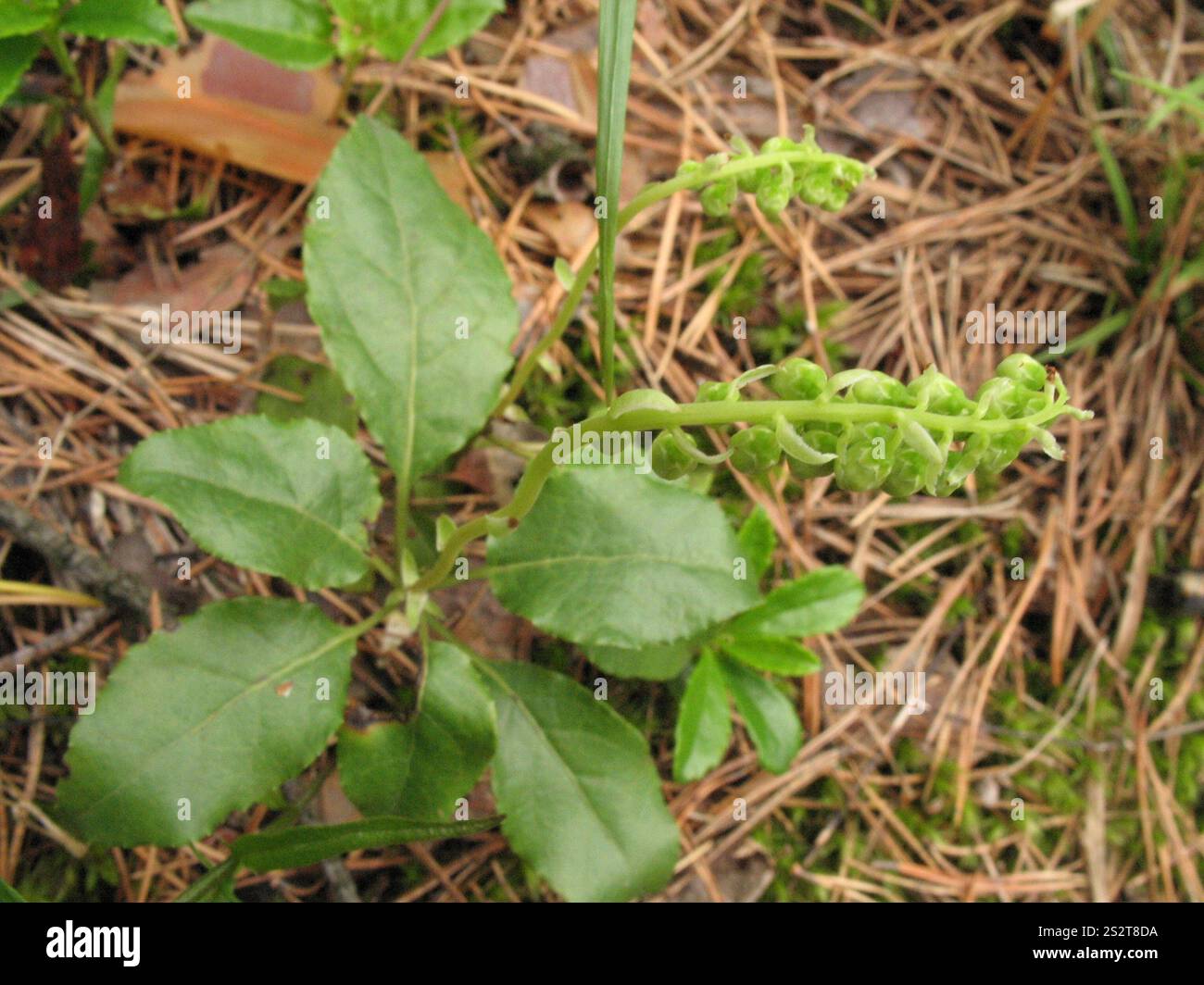 one-sided wintergreen (Orthilia secunda Stock Photo - Alamy