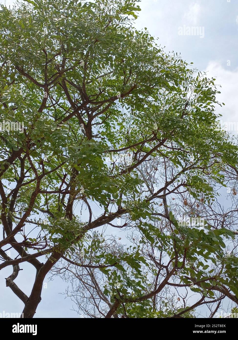 wild syringa (Burkea africana Stock Photo - Alamy