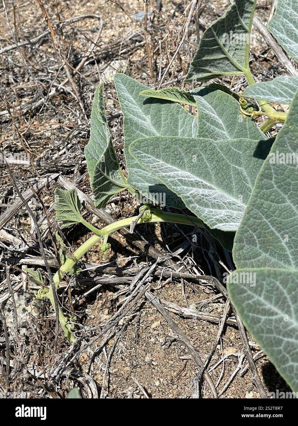 Buffalo Gourd (Cucurbita foetidissima Stock Photo - Alamy